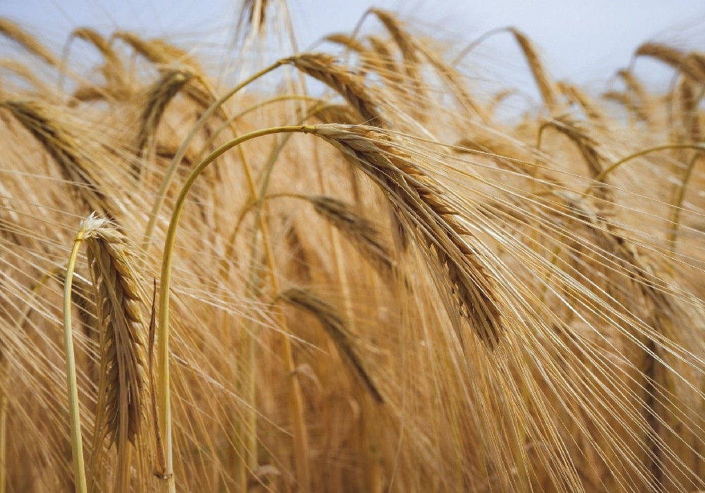 FAO Grain Price Index June 2023 - NOORBUSINESS GROUP OF COMPANIES